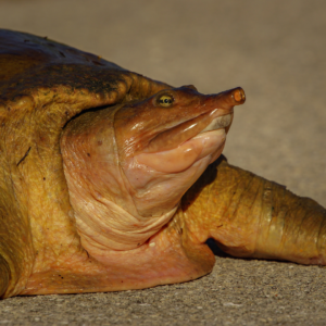 The Truth Behind Turtle Duck: Myth, Reality, and Origins